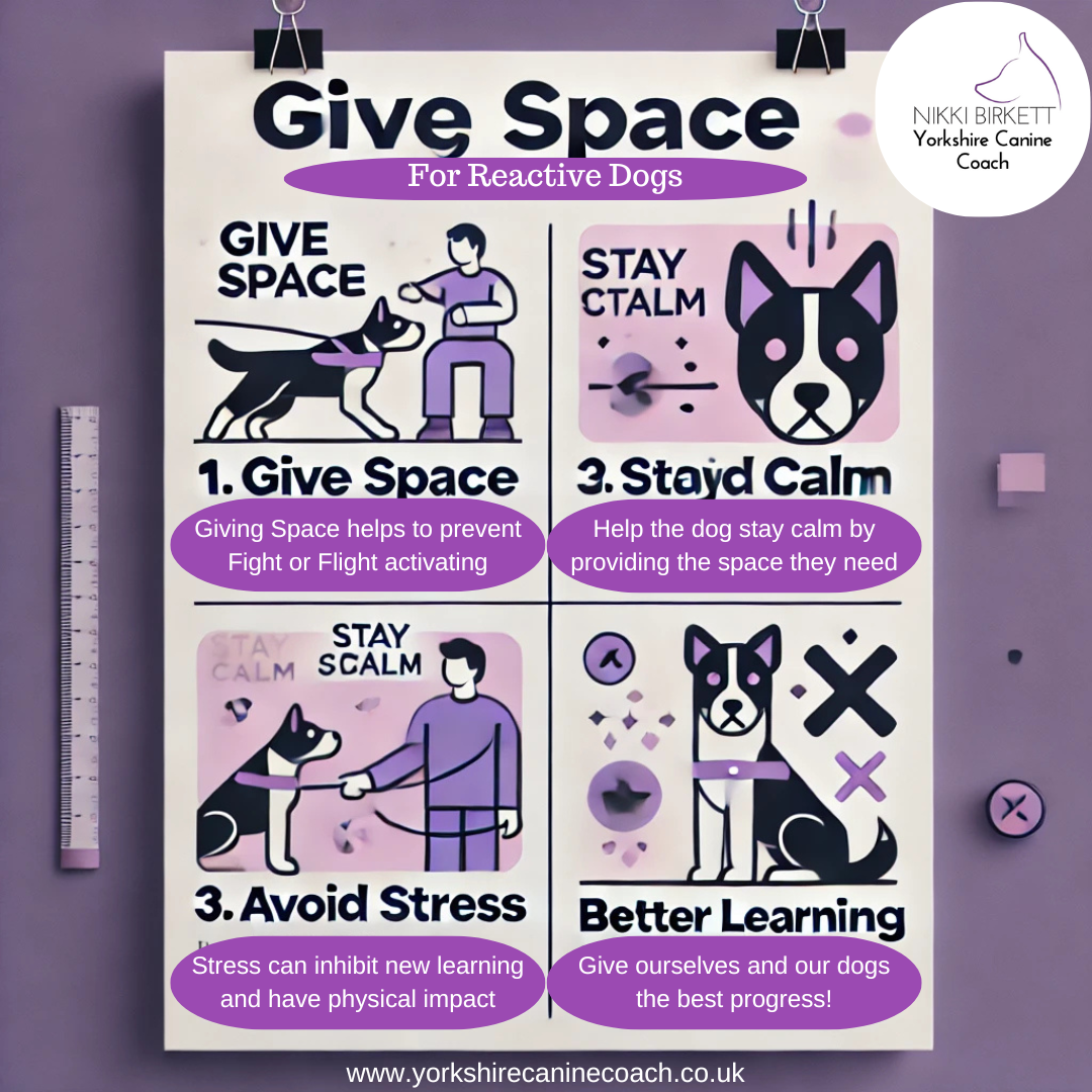 Giving Space to Reactive Dogs: Why It’s Essential for Learning and Progress